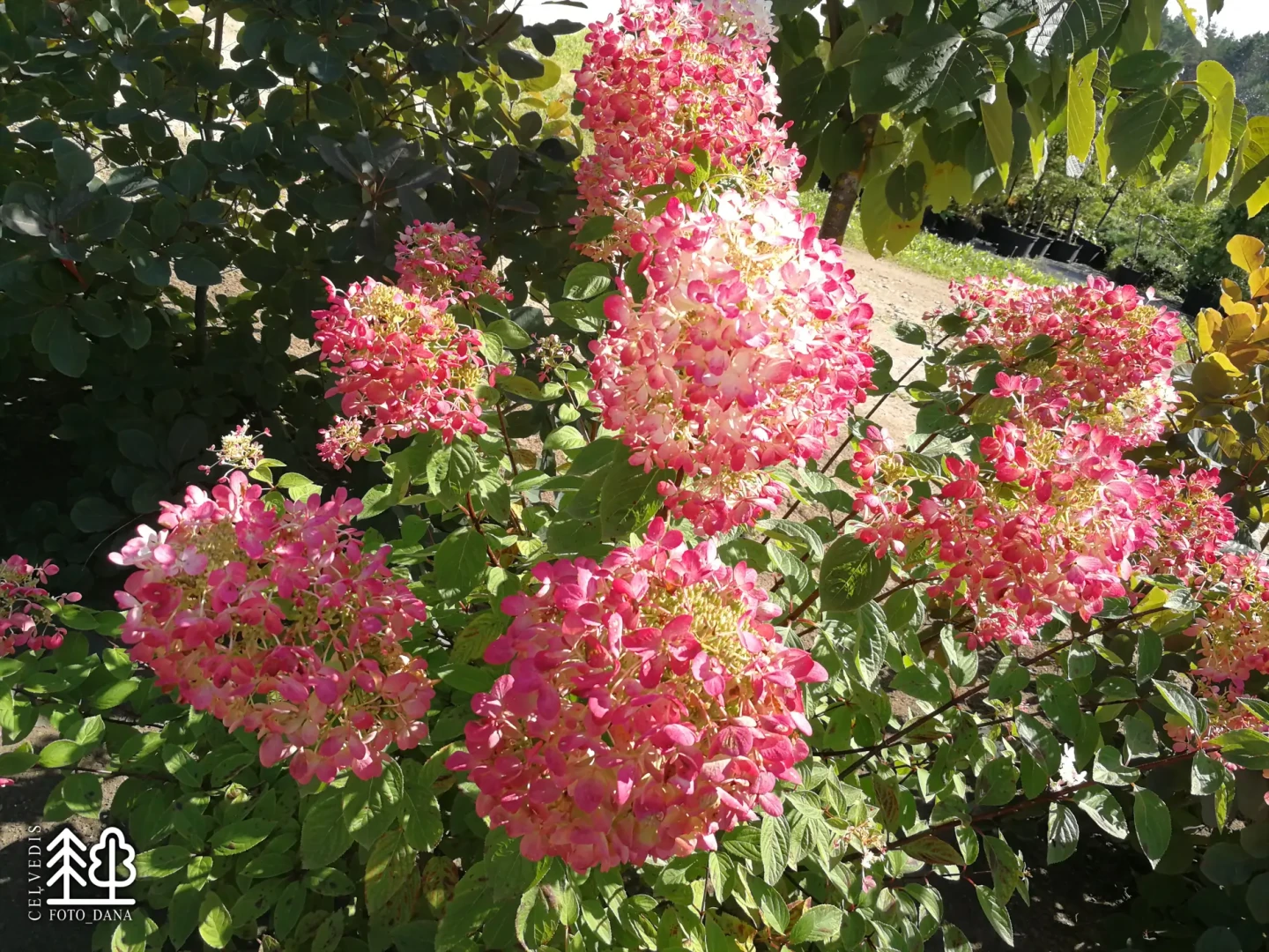 Latvijas stādi - Hydrangea paniculata DIAMANT ROUGE = 'Rendia ...