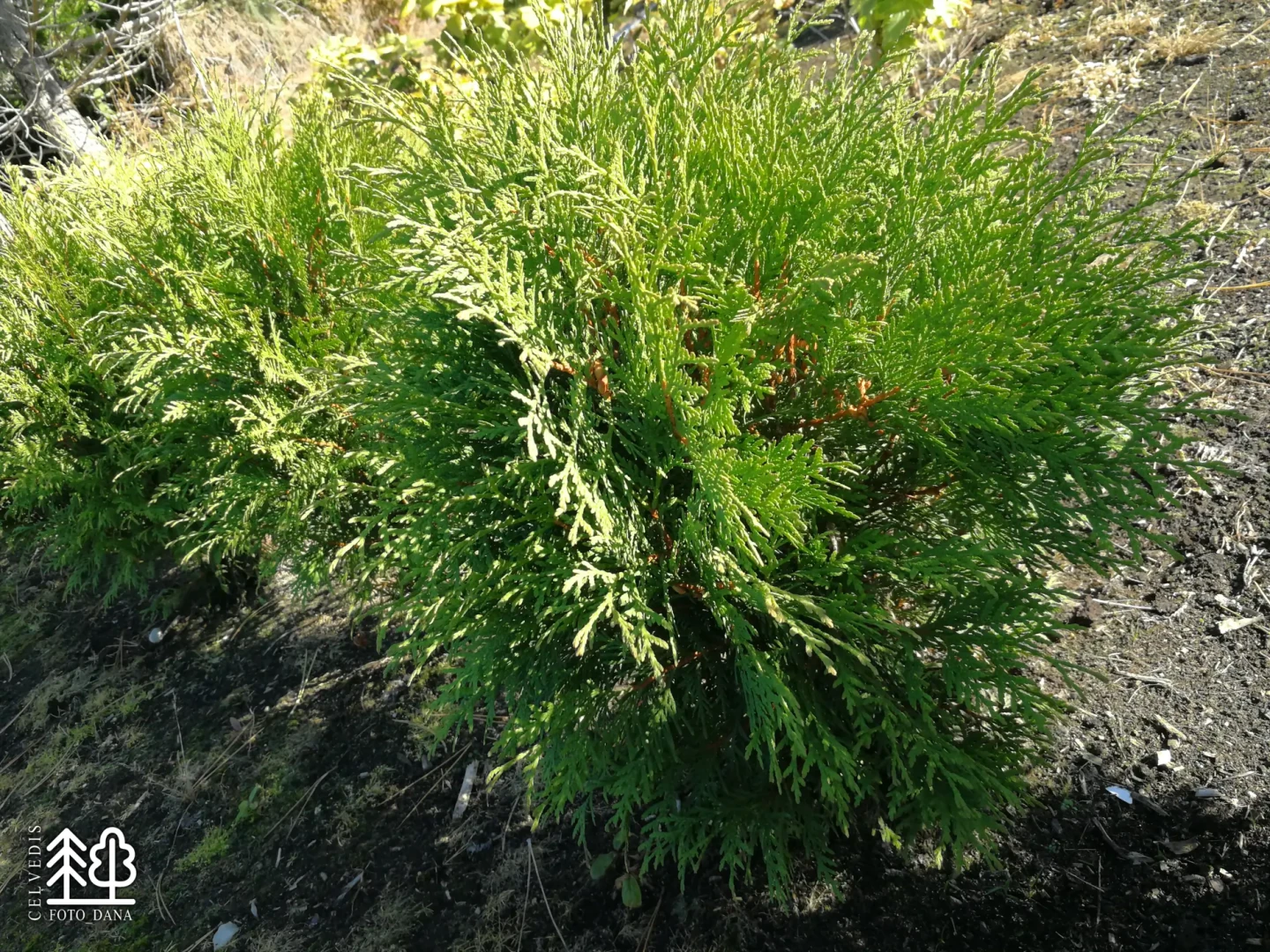 Latvijas stādi - Thuja occidentalis 'Little Champion' - rietumu tūja ...