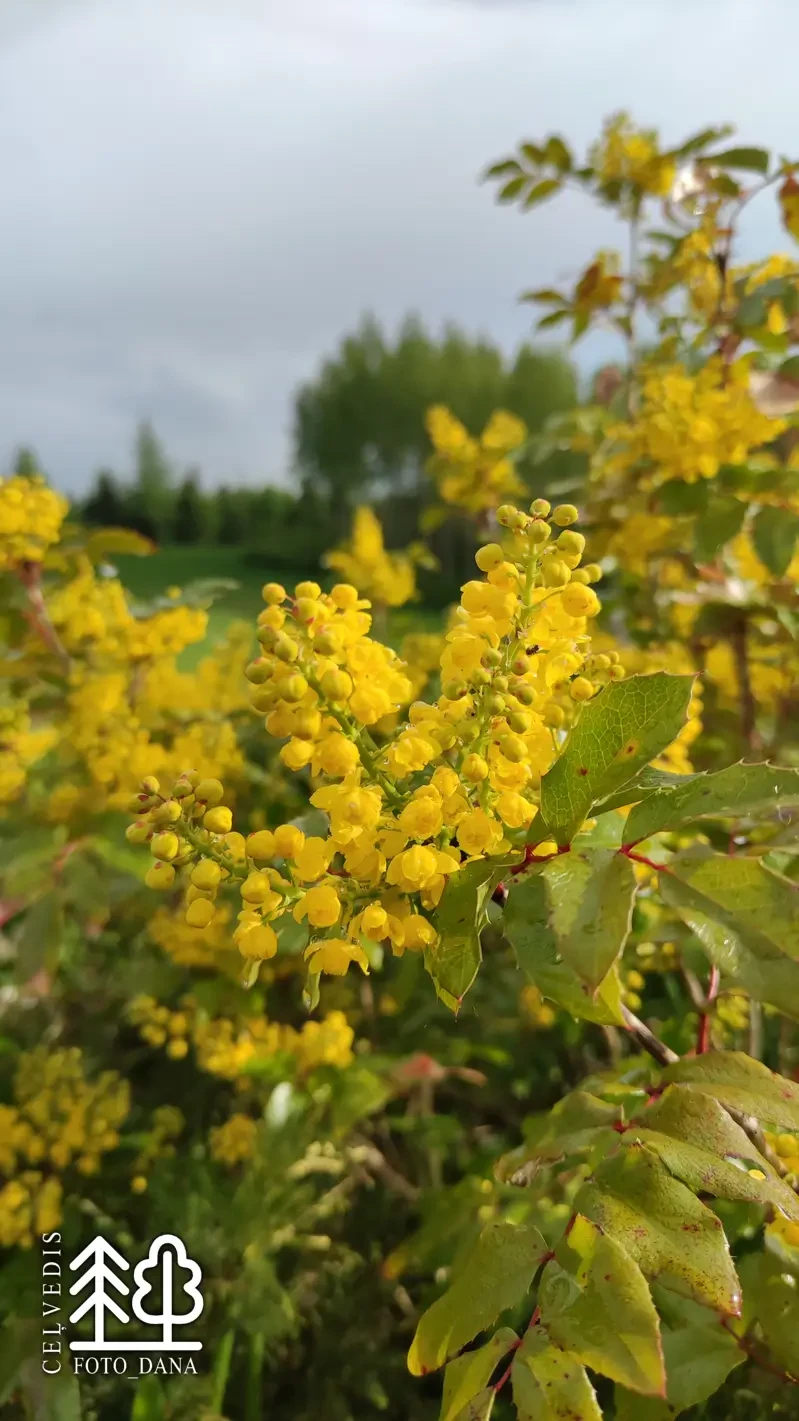 Latvijas stādi - Mahonia aquifolium - parastā mahonija