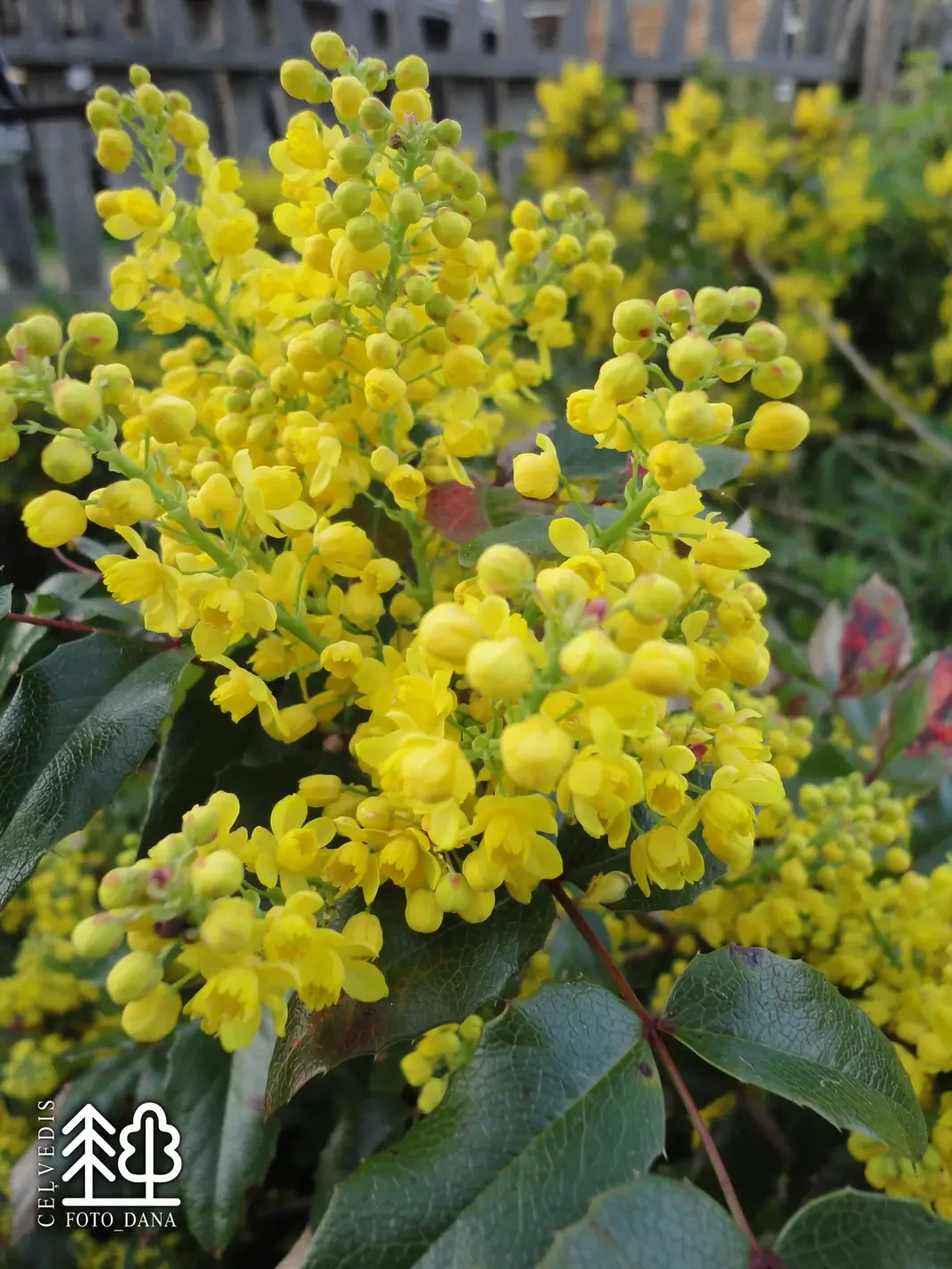 Latvijas stādi - Mahonia aquifolium - parastā mahonija