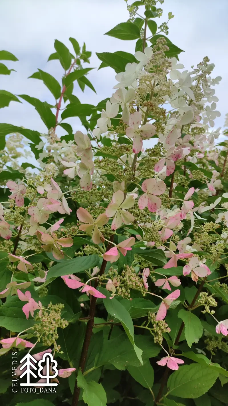 Latvijas stādi - Hydrangea paniculata 'Mega Pearl' - skarainā ...