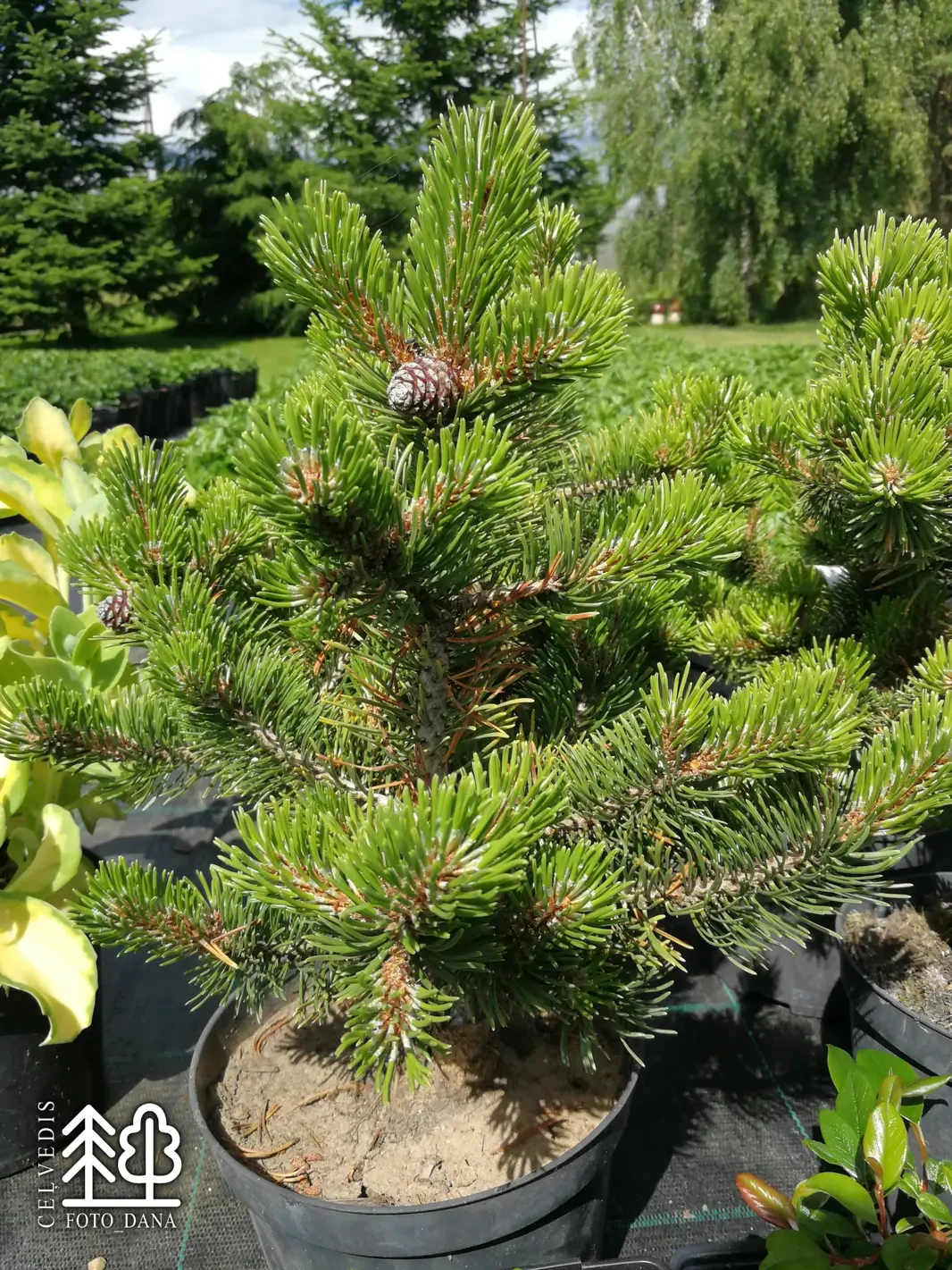 Latvijas stādi - Pinus mugo 'Orange Sun' - kalnu priede, šķirne
