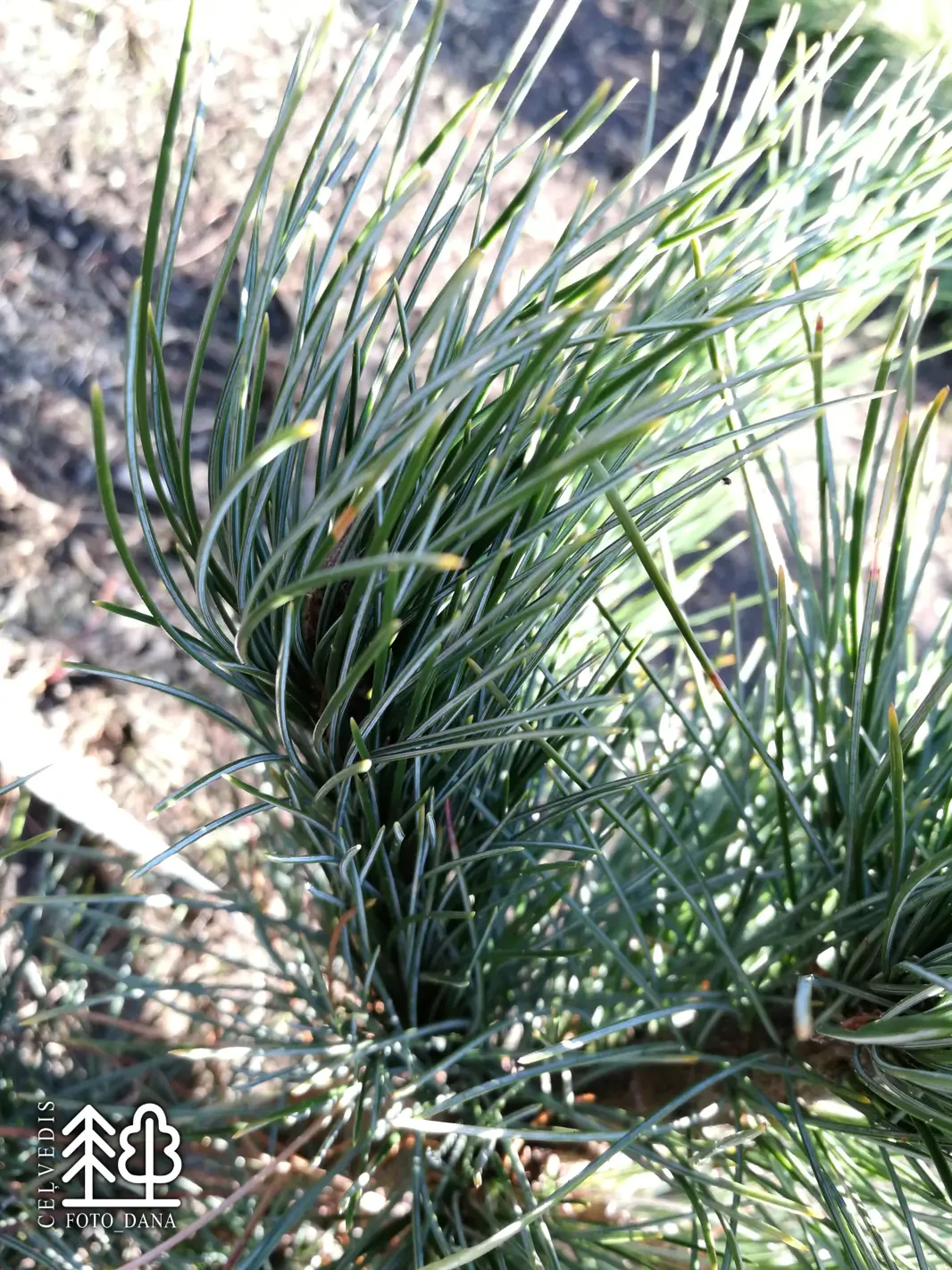 Latvijas stādi - Pinus cembra 'Glauca Compacta' - Eiropas ciedrupriede ...