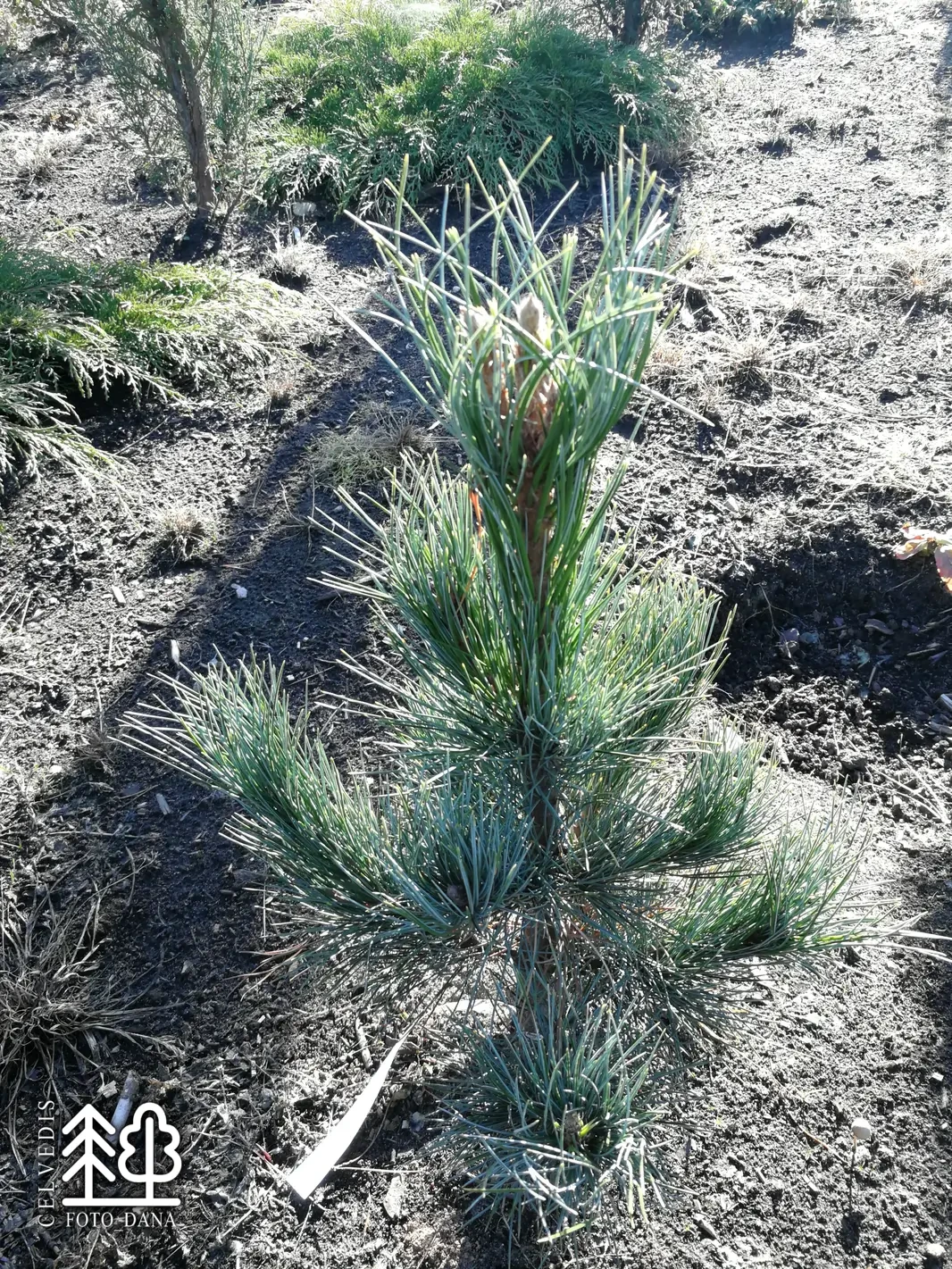 Latvijas stādi - Pinus cembra 'Glauca Compacta' - Eiropas ciedrupriede ...