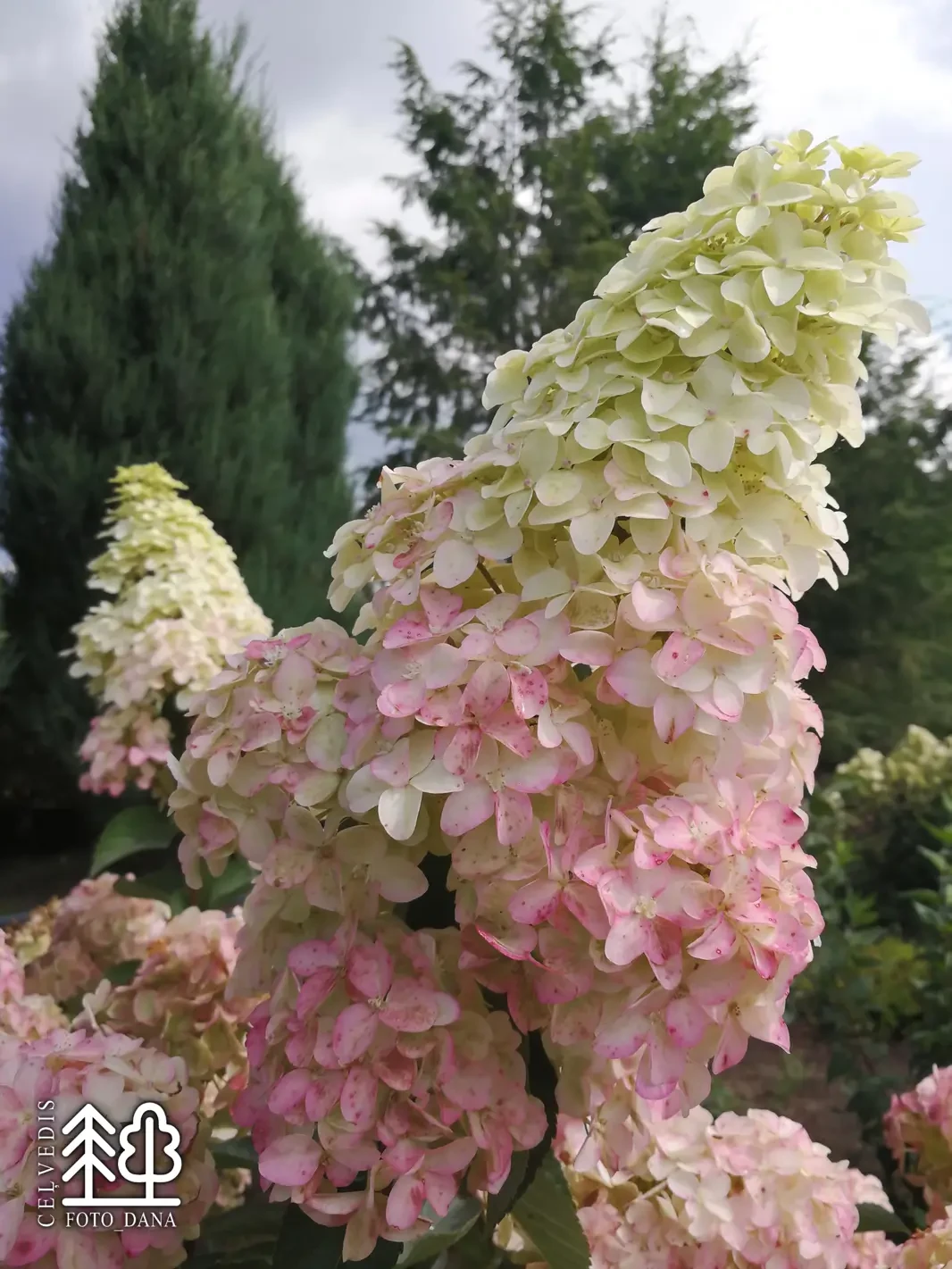 Latvijas stādi - Hydrangea paniculata 'Fraise Melba' = 'Renba ...