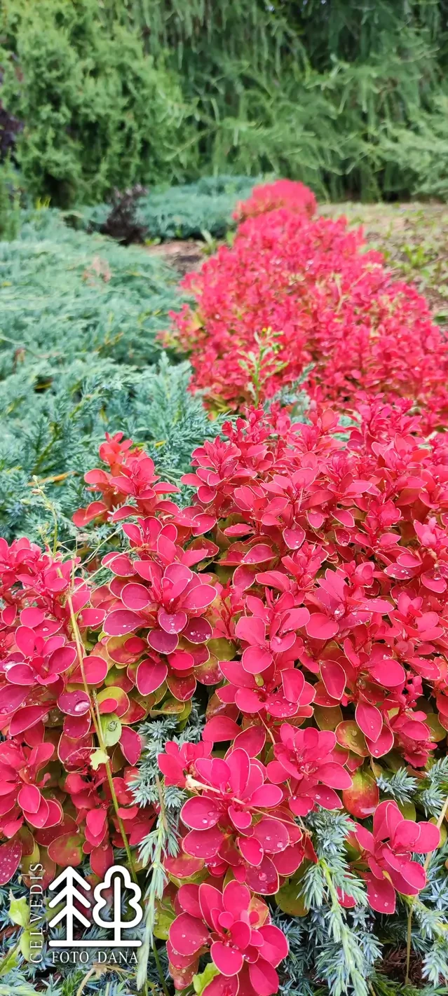 Latvijas stādi - Berberis thunbergii 'Ruby Star' - Tunberga bārbele, šķirne