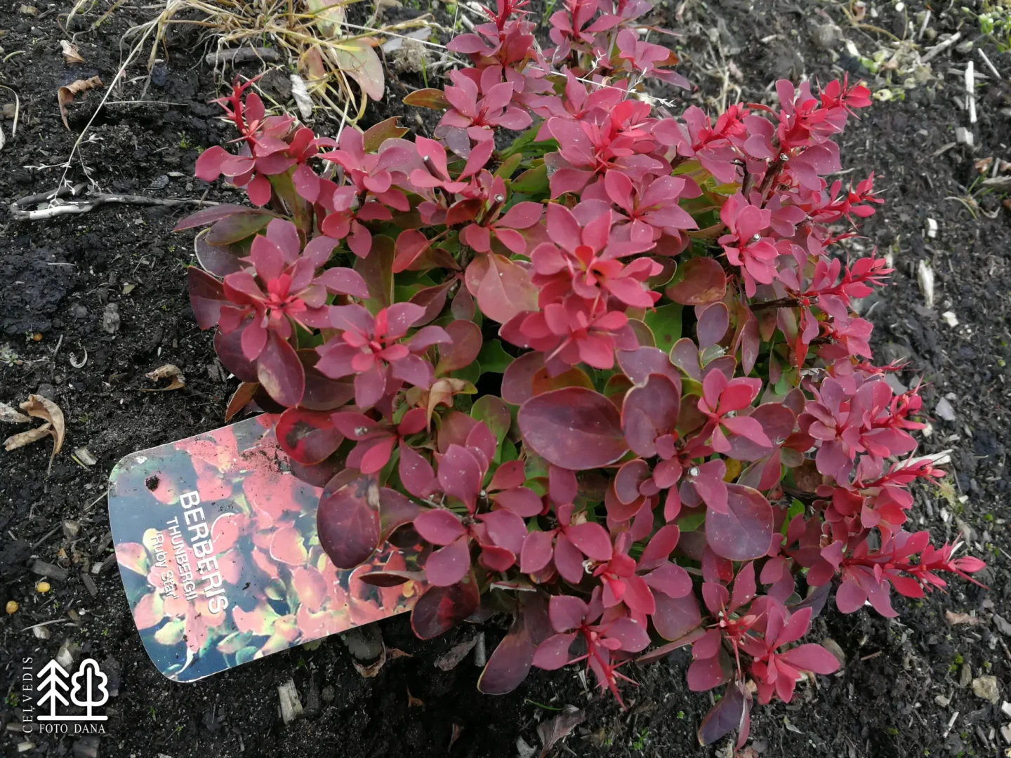 Latvijas stādi - Berberis thunbergii 'Ruby Star' - Tunberga bārbele, šķirne