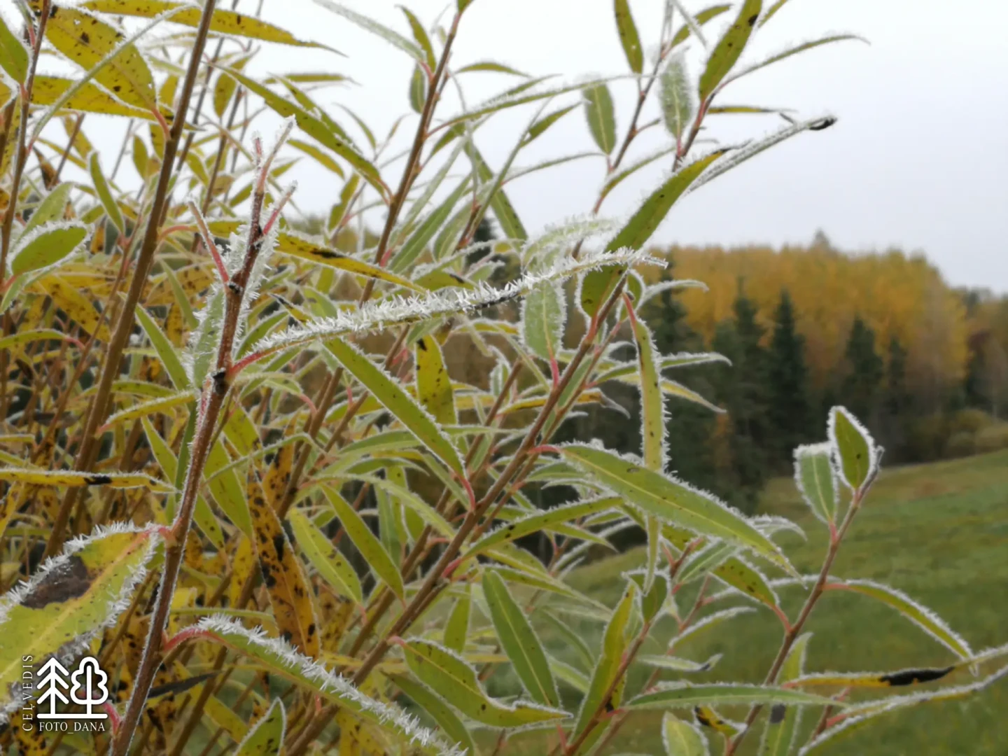 Latvijas stādi - Salix × fragilis var. bullata - trauslais sētas vītols ...