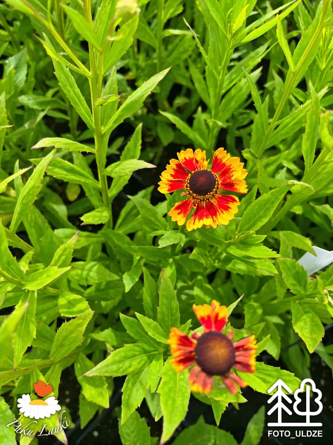 Latvijas stādi - Helenium 'Biedermeier' - helēnija, šķirne