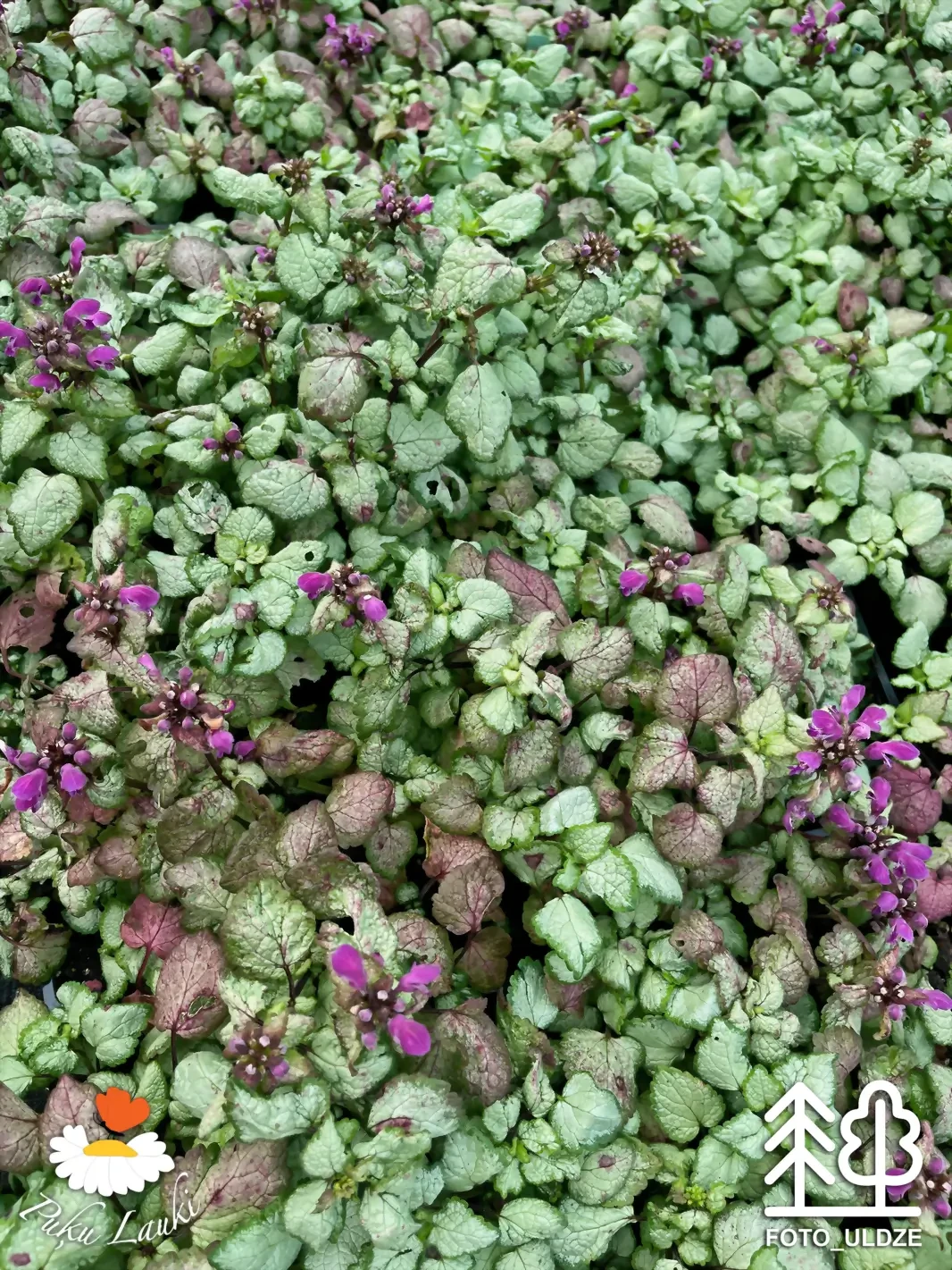Latvijas stādi - Lamium maculatum 'Red Nancy' - plankumainā panātre, šķirne