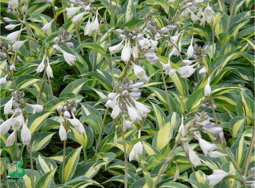 Latvijas stādi - Hosta 'Catherine' - hosta, šķirne