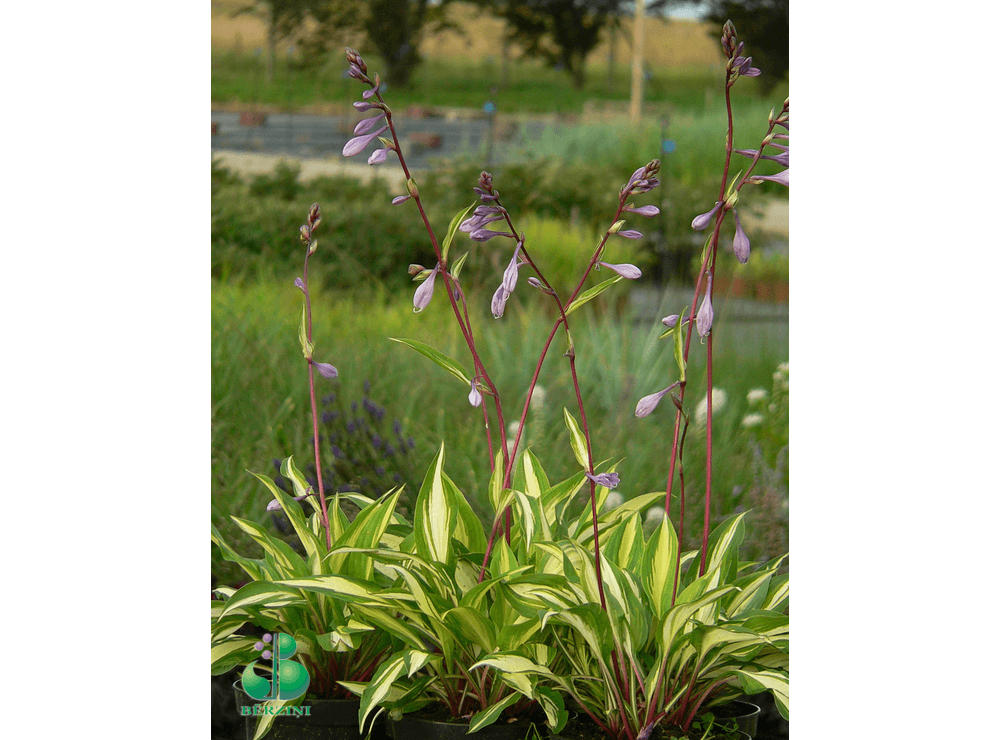 Latvijas stādi - Hosta 'Cherry Berry' - hosta, šķirne