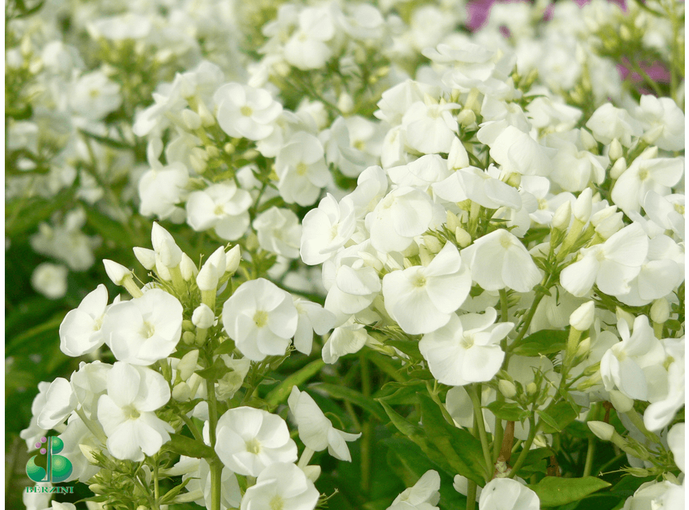 Latvijas stādi - Phlox paniculata 'Danielle' - skarainais floksis, šķirne