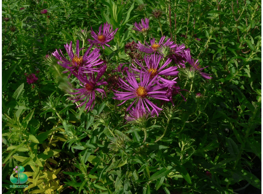 Latvijas stādi - Aster novae-angliae 'Septemberrubin' - Jaunanglijas ...