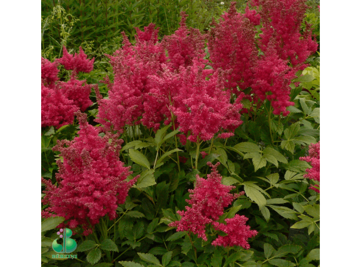 Latvijas stādi - Astilbe 'Fireberry' - astilbe, šķirne