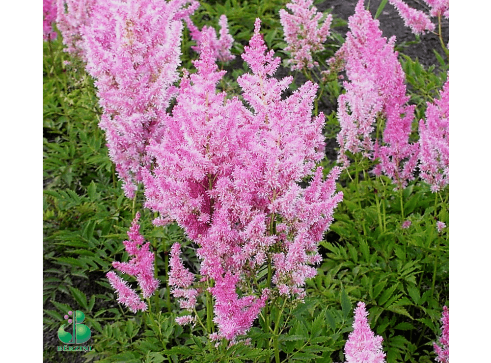 Latvijas stādi - Astilbe × arendsii 'Kaibala' - Ārendsa astilbe, šķirne