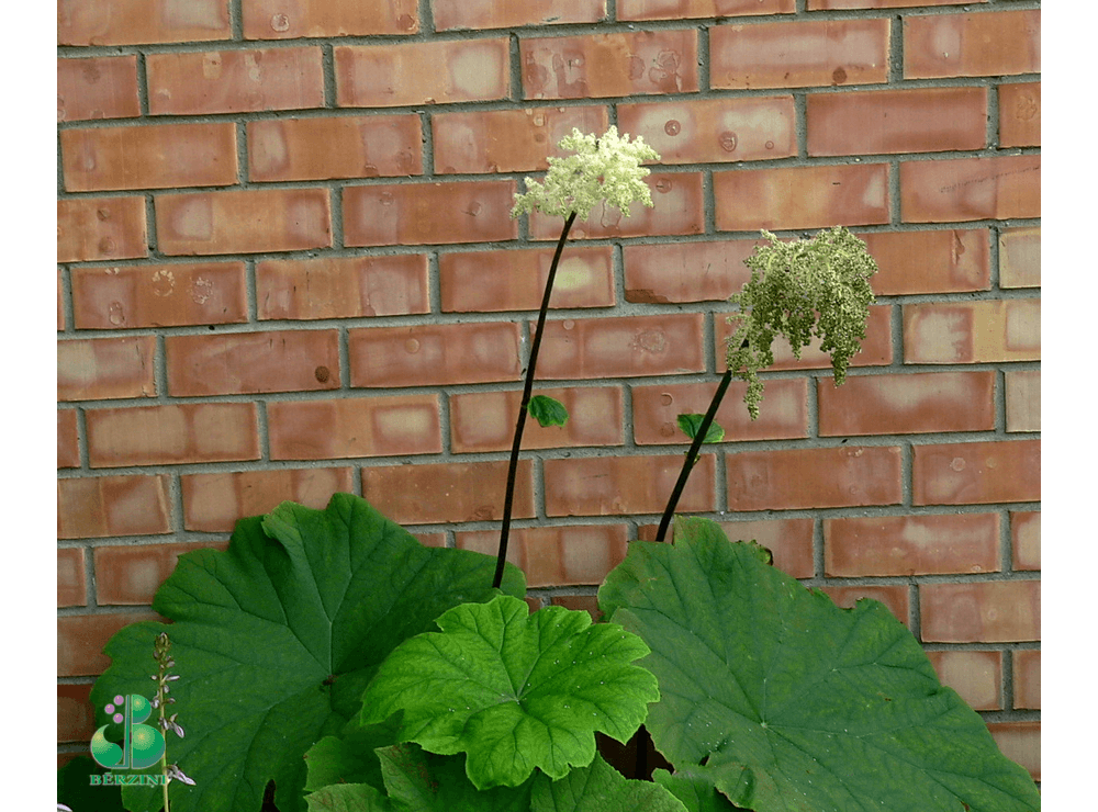 Latvijas stādi - Astilboides tabularis - plāksnīšu astilbjveide