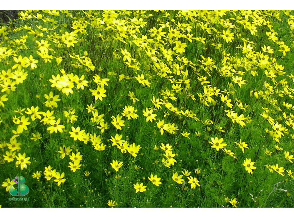 Latvijas stādi - Coreopsis verticillata - smalklapu brūnactiņa