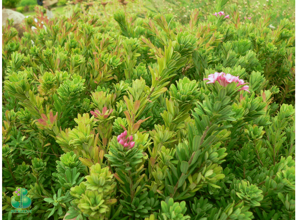Latvijas stādi - Daphne cneorum - rozmarīna zalktene