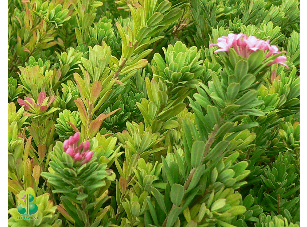 Latvijas stādi - Daphne cneorum - rozmarīna zalktene
