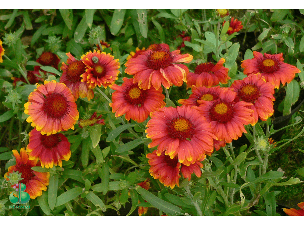 Latvijas stādi - Gaillardia × grandiflora 'Arizona Red Shades ...