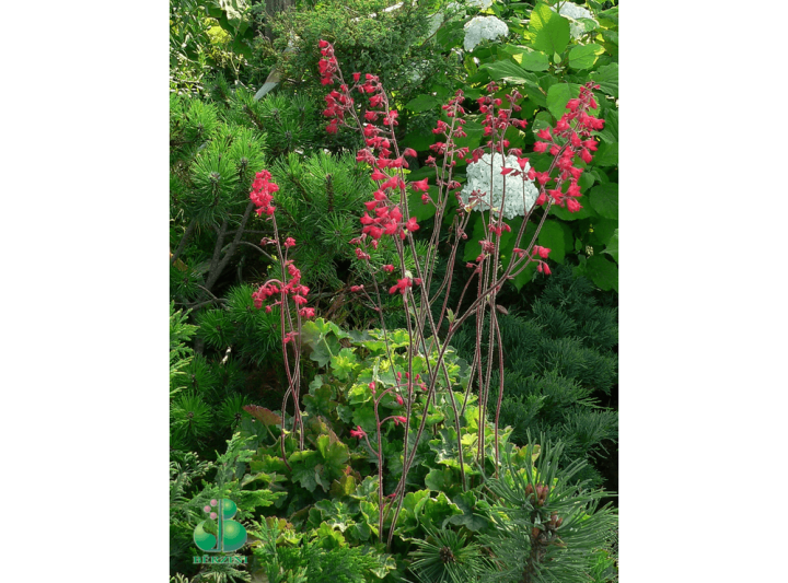Latvijas stādi - Heuchera sanguinea 'Ruby Bells' - asinsarkanā heihēra ...