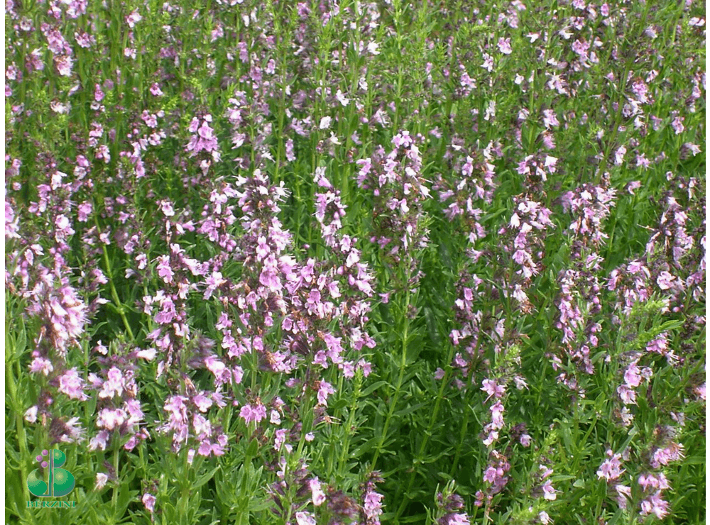 Latvijas stādi - Hyssopus officinalis 'Roseus' - ārstniecības izops, šķirne