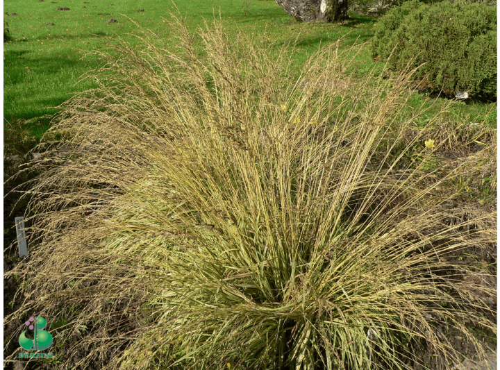 Latvijas stādi - Molinia caerulea ssp. arundinacea - niedru molīnija