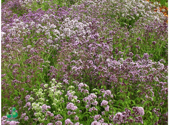 Latvijas stādi - Origanum vulgare - parastā raudene