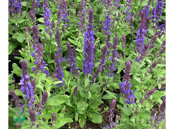 Latvijas stādi - Salvia × superba 'Merleau Blue' - izcilā salvija, šķirne