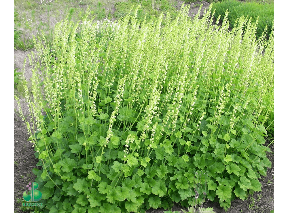 Latvijas stādi - Tellima grandiflora - Kalifornijas lielziedu telima