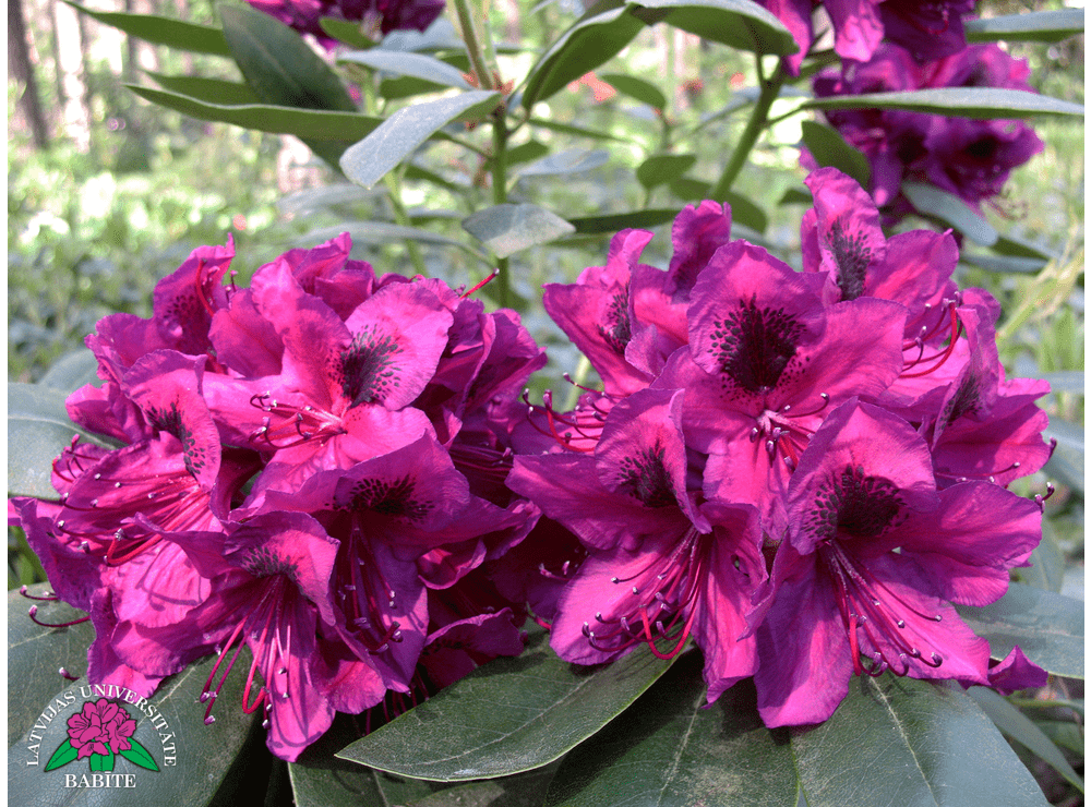 Latvijas stādi - Rhododendron 'Egons' - mūžzaļais rododendrs, šķirne