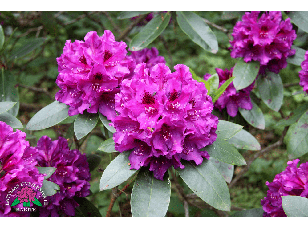 Latvijas stādi - Rhododendron 'Emīls' - mūžzaļais rododendrs, šķirne