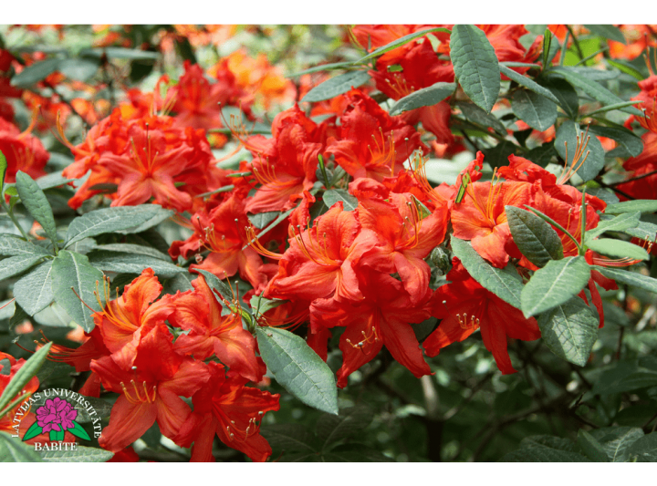 Latvijas stādi - Rhododendron 'Hotspur Red' - vasarzaļais rododendrs ...