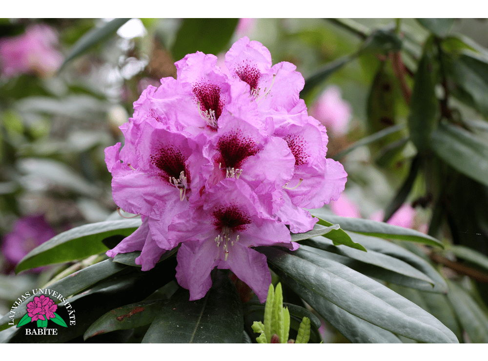 Latvijas stādi - Rhododendron 'Kristaps Morbergs' - mūžzaļais ...