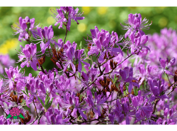 Latvijas stādi - Rhododendron canadense - Kanādas rododendrs