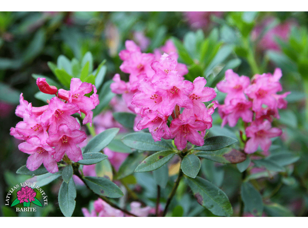 Latvijas stādi - Rhododendron hirsutum - asmatainais rododendrs