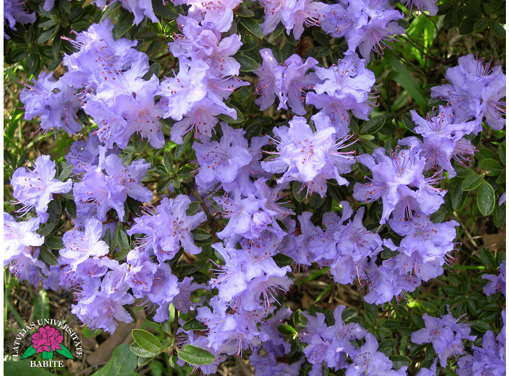 Latvijas stādi - Rhododendron impeditum - blīvais rododendrs