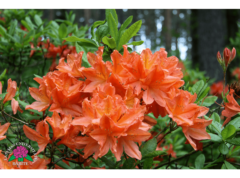 Latvijas stādi - Rhododendron japonicum - Japānas rododendrs