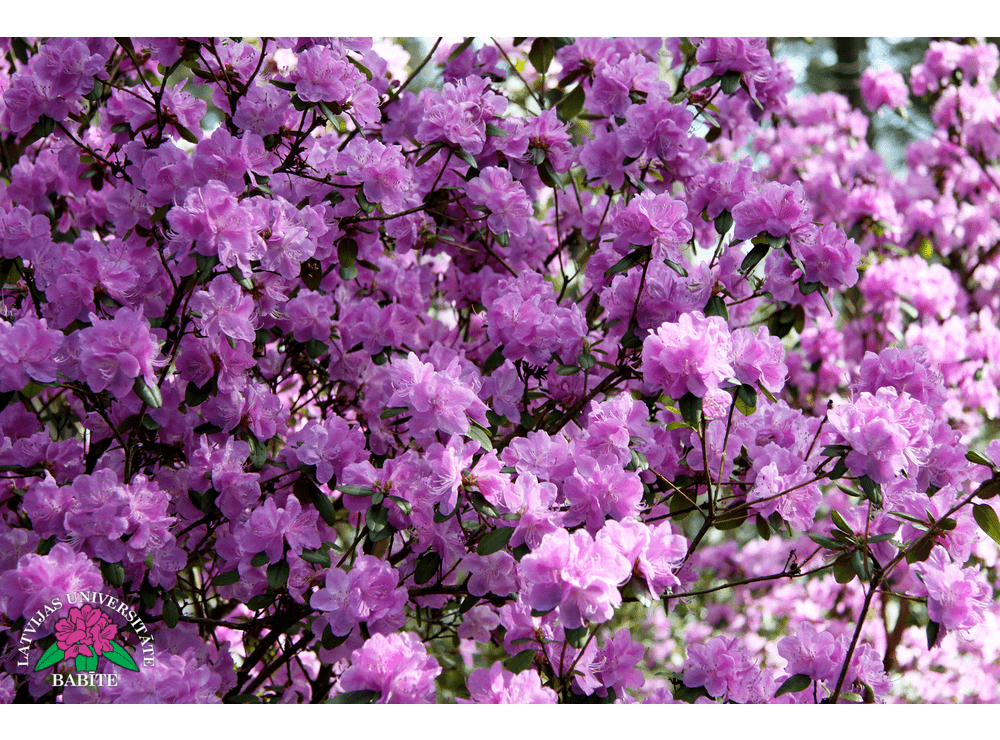 Latvijas stādi - Rhododendron ledebourii - Ledebūra rododendrs