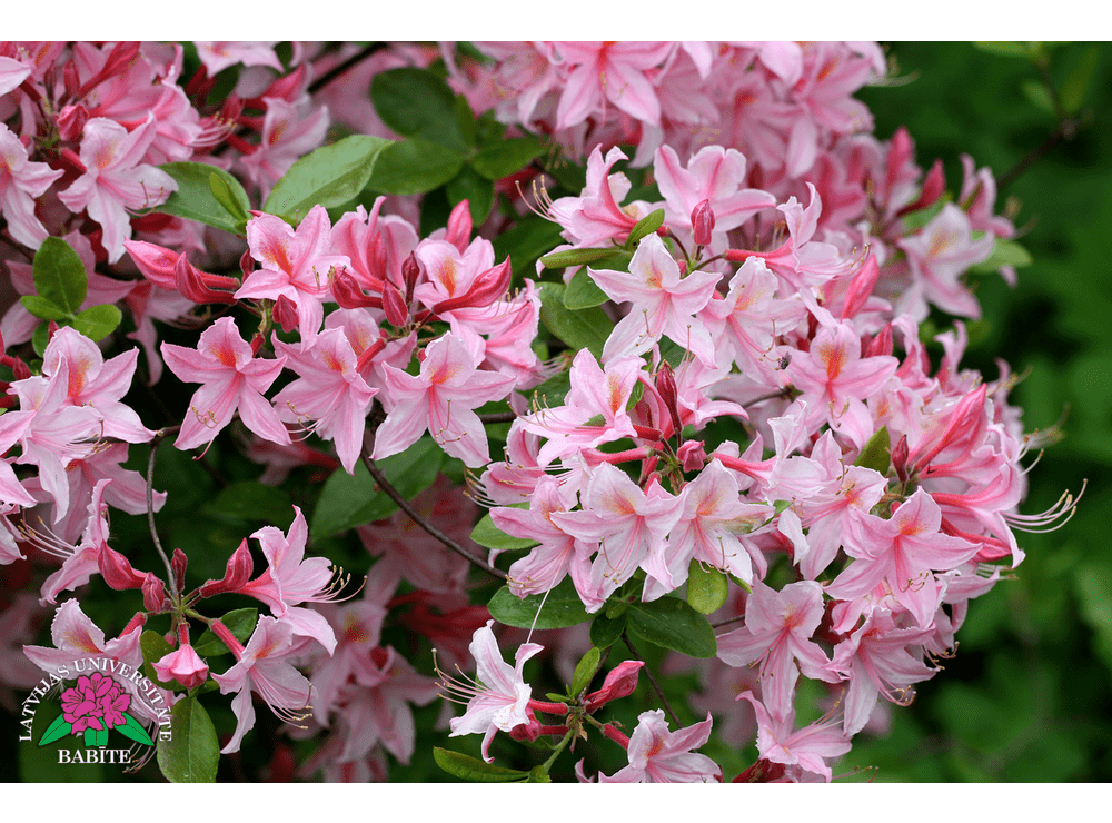 Latvijas stādi - Rhododendron roseum - rožainais rododendrs