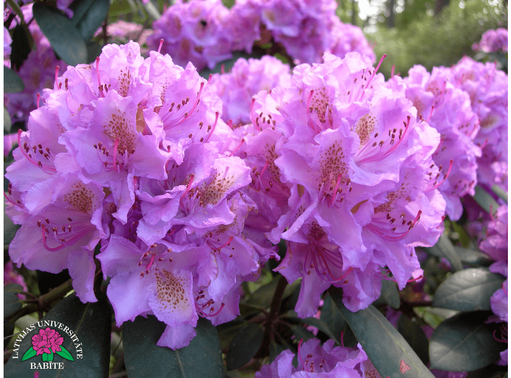 Latvijas stādi - Rhododendron 'Sprīdītis' - mūžzaļais rododendrs, šķirne