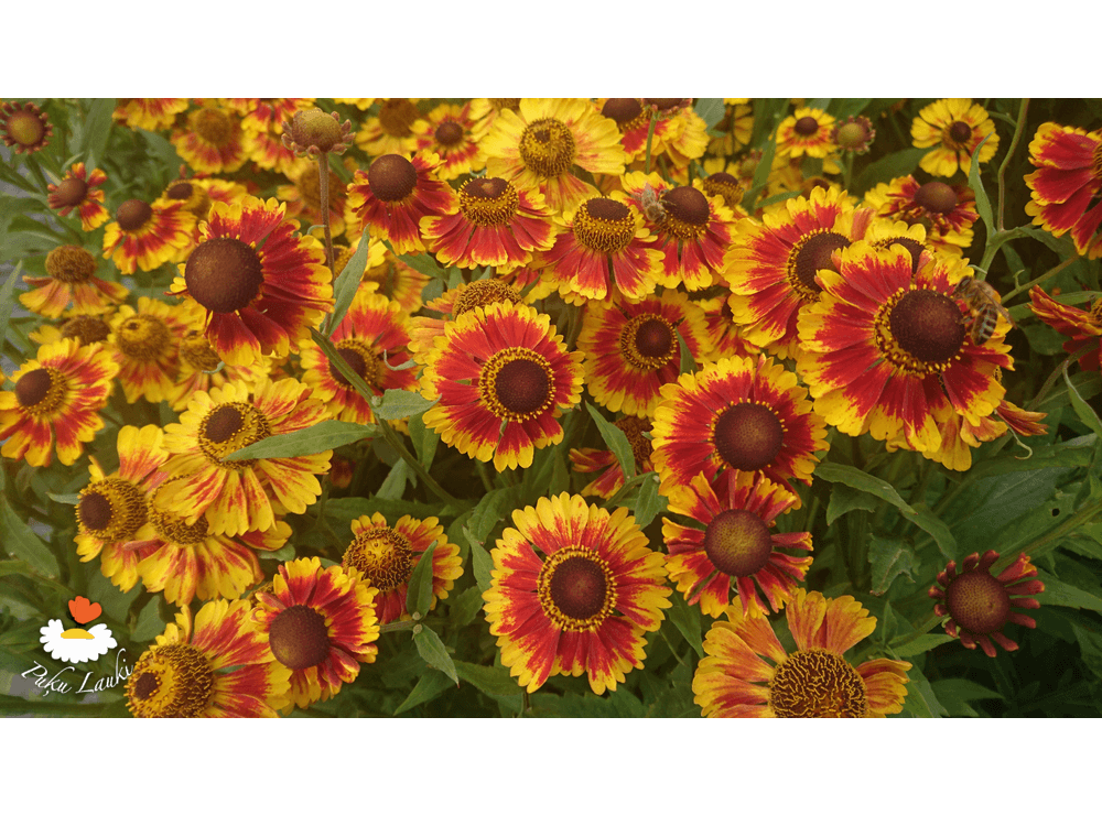 Latvijas stādi - Helenium 'Biedermeier' - helēnija, šķirne