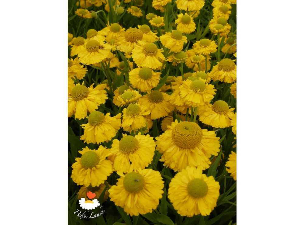 Latvijas stādi - Helenium 'Double Trouble' - helēnija, šķirne