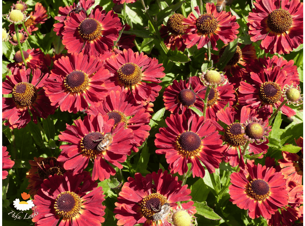 Latvijas stādi - Helenium autumnale 'Salsa' - rudens helēnija, šķirne