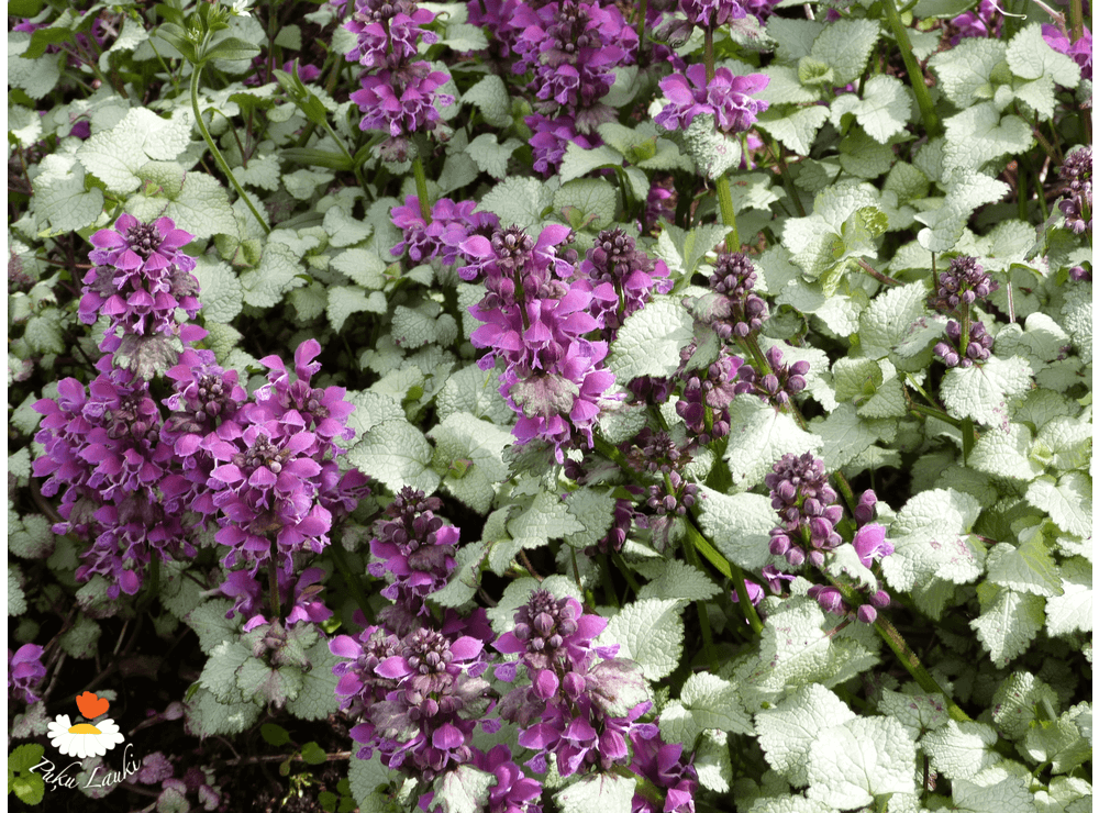Latvijas stādi - Lamium maculatum 'Red Nancy' - plankumainā panātre, šķirne