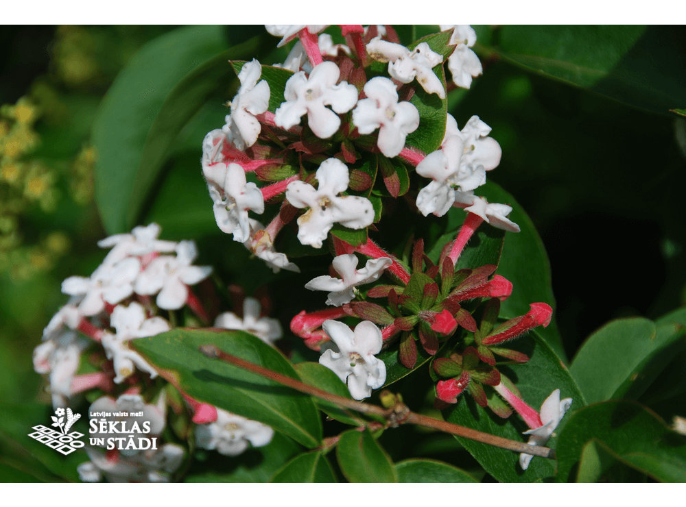 Latvijas stādi - Abelia mosanensis - Mosanas abēlija