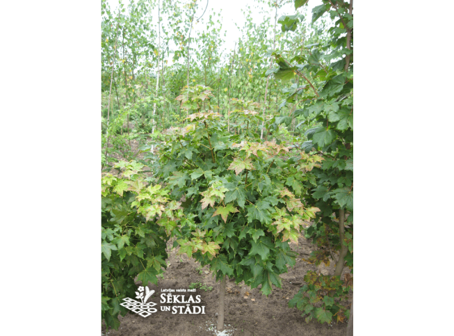 Latvijas stādi - APSTĀDĪJUMU VEIDOTĀJU CEĻVEDIS LATVIJAS STĀDAUDZĒTAVU ...