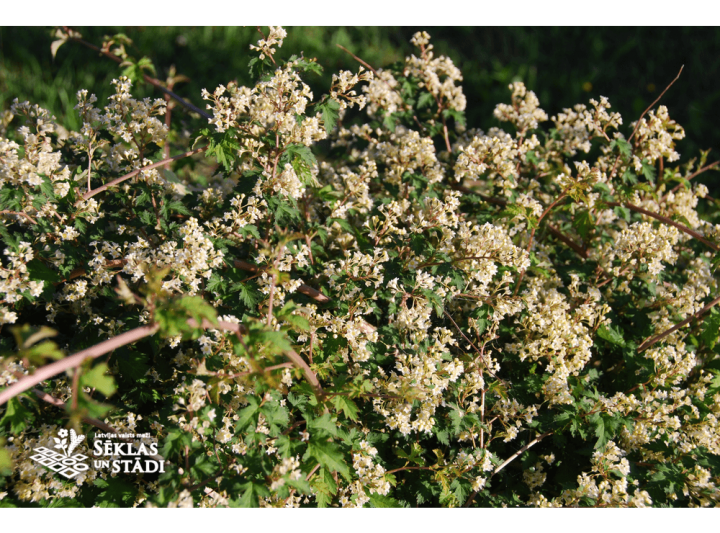 Latvijas stādi - Stephanandra incisa 'Crispa' - iegrieztā stefanandra ...