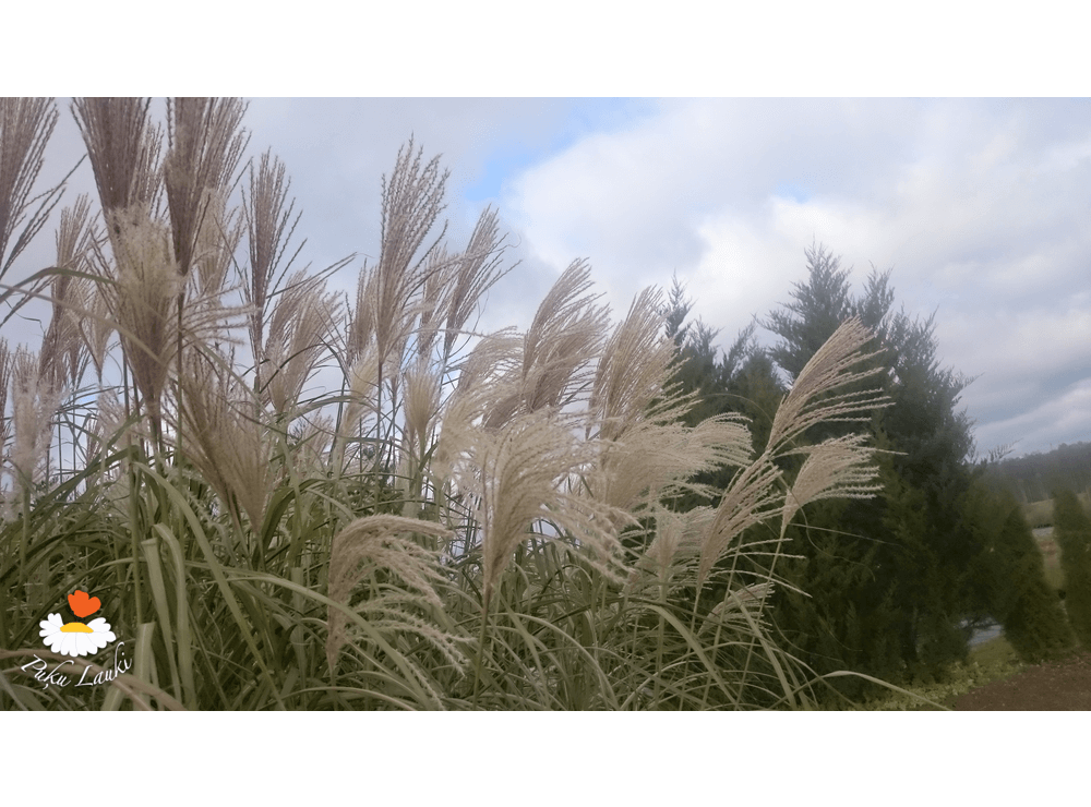 Latvijas stādi - Miscanthus sinensis 'Federweißer' - Ķīnas miskante, šķirne
